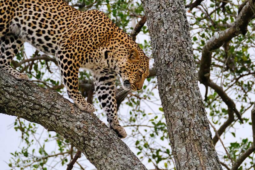 Visit Kenya - Magical Kenya | The Great Trekkers Safaris